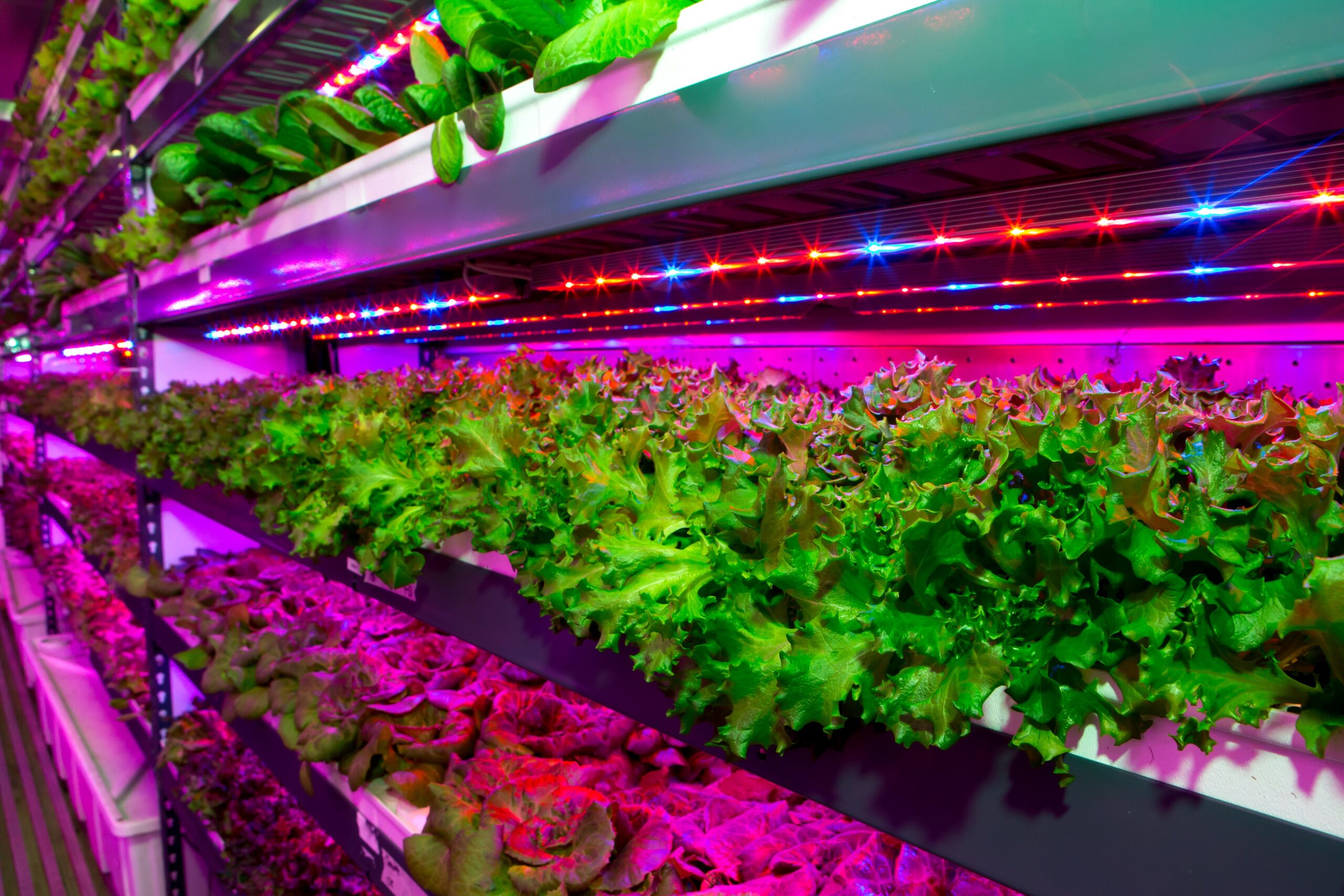 World s Largest Vertical Farm To Service Expo 2020 Dubai Caterer world-s-largest-vertical-farm-to-service-expo-2020-dubai-caterer